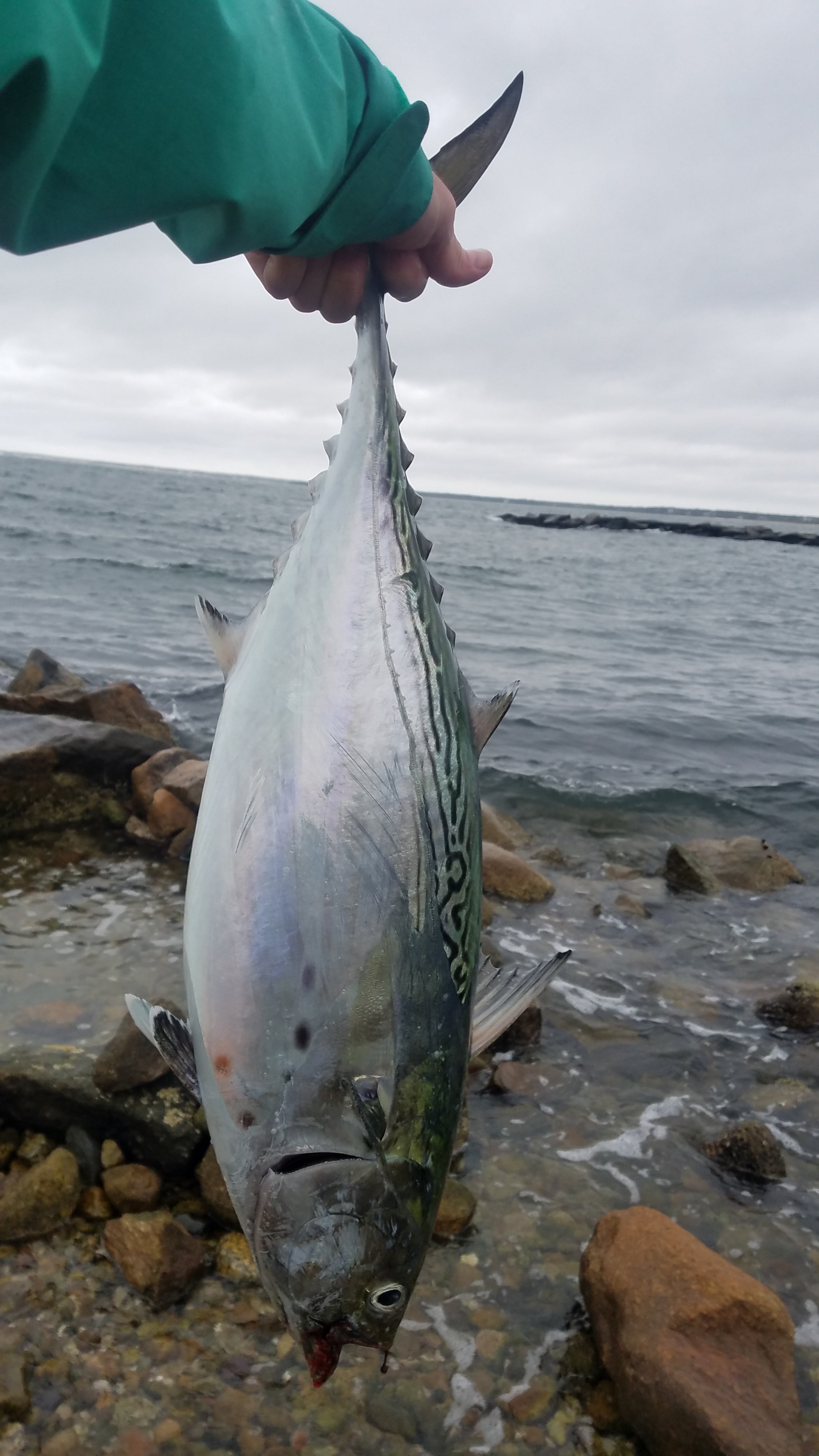 False Albacore — Sports Port Bait & Tackle