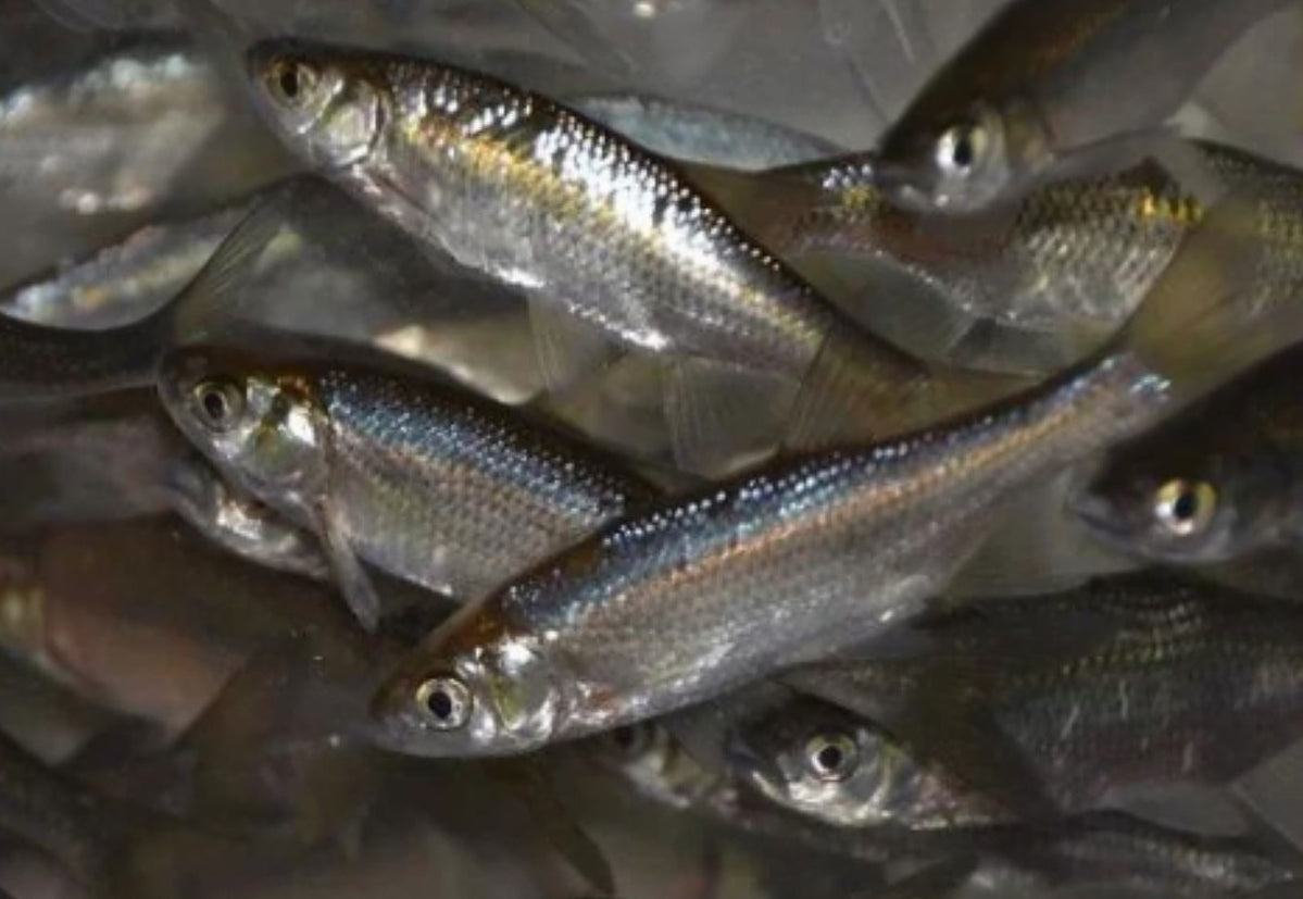 SHINERS Medium: Dozen — Sports Port Bait & Tackle